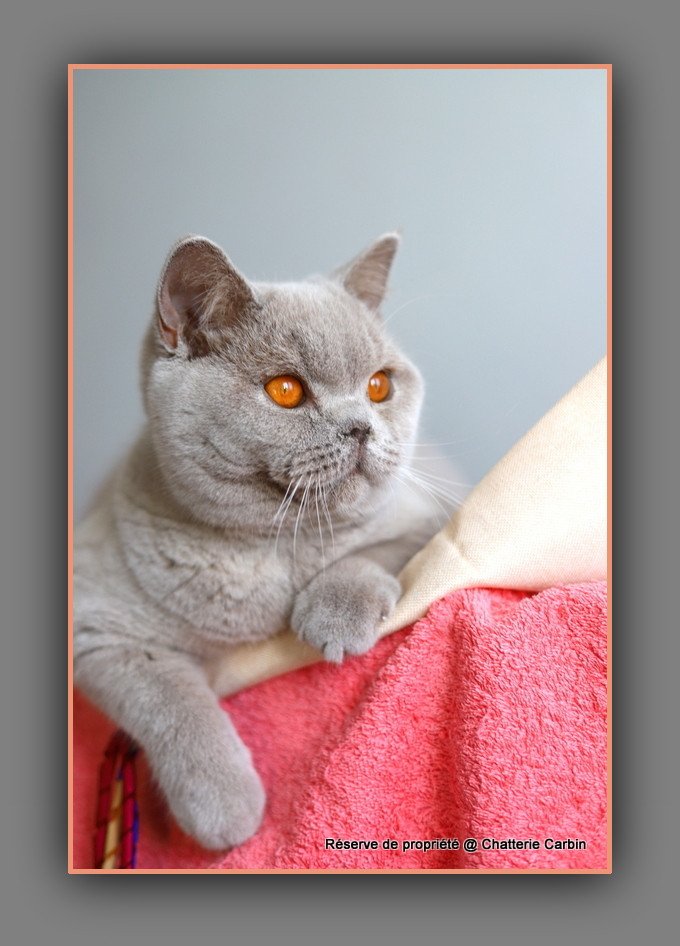 Angie CARBIN - Chat British Shorthair Haute-Saône | Chatterie Carbin