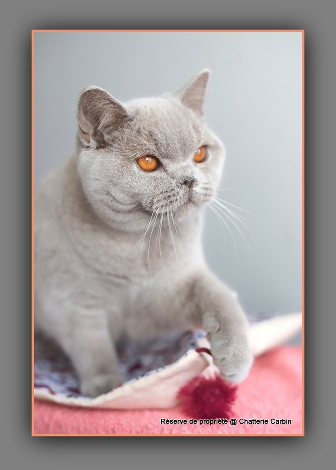 Angie CARBIN - Chat British Shorthair Haute-Saône | Chatterie Carbin